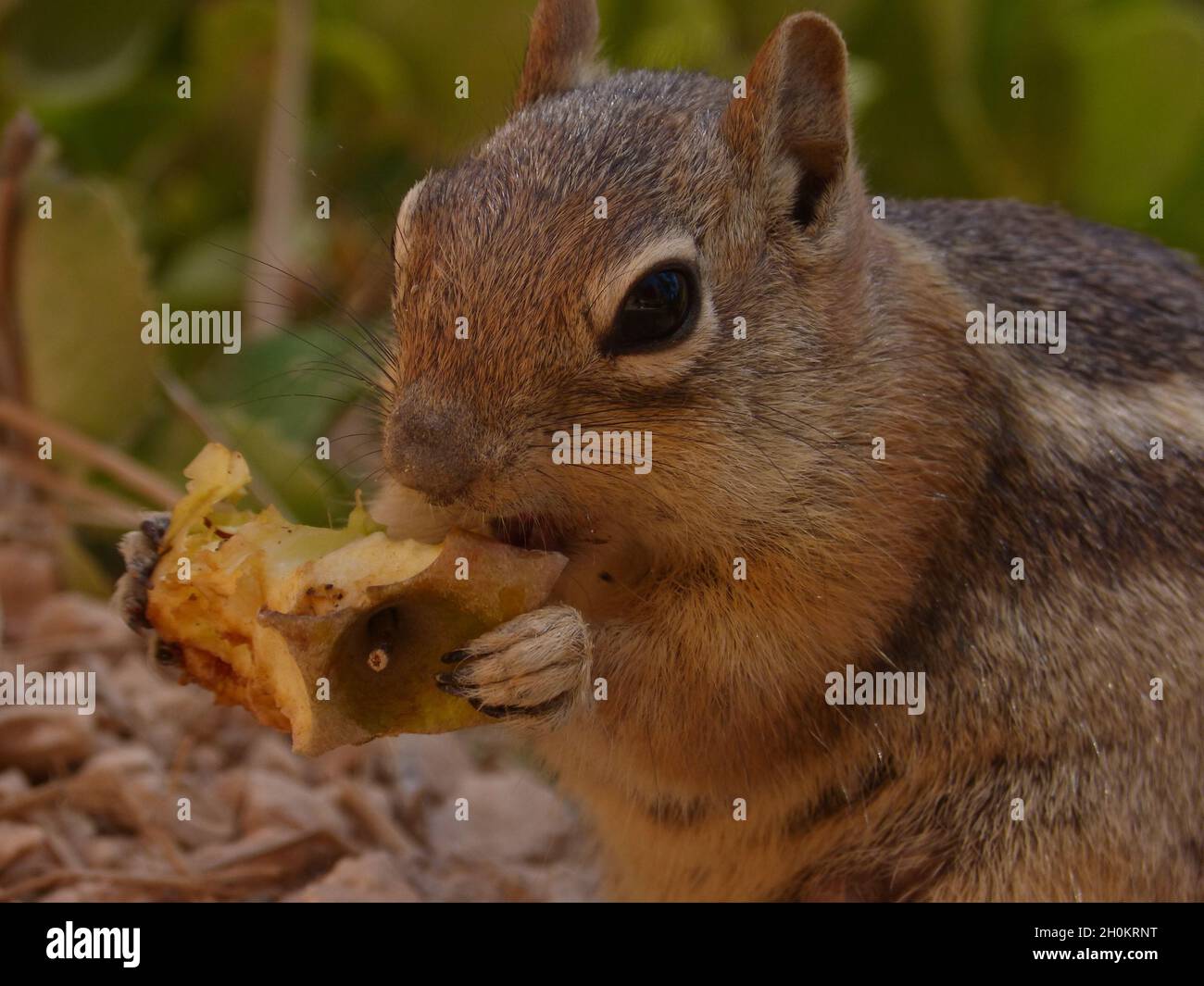 Closeup of a squirrel eating an apple in the wild Stock Photo - Alamy