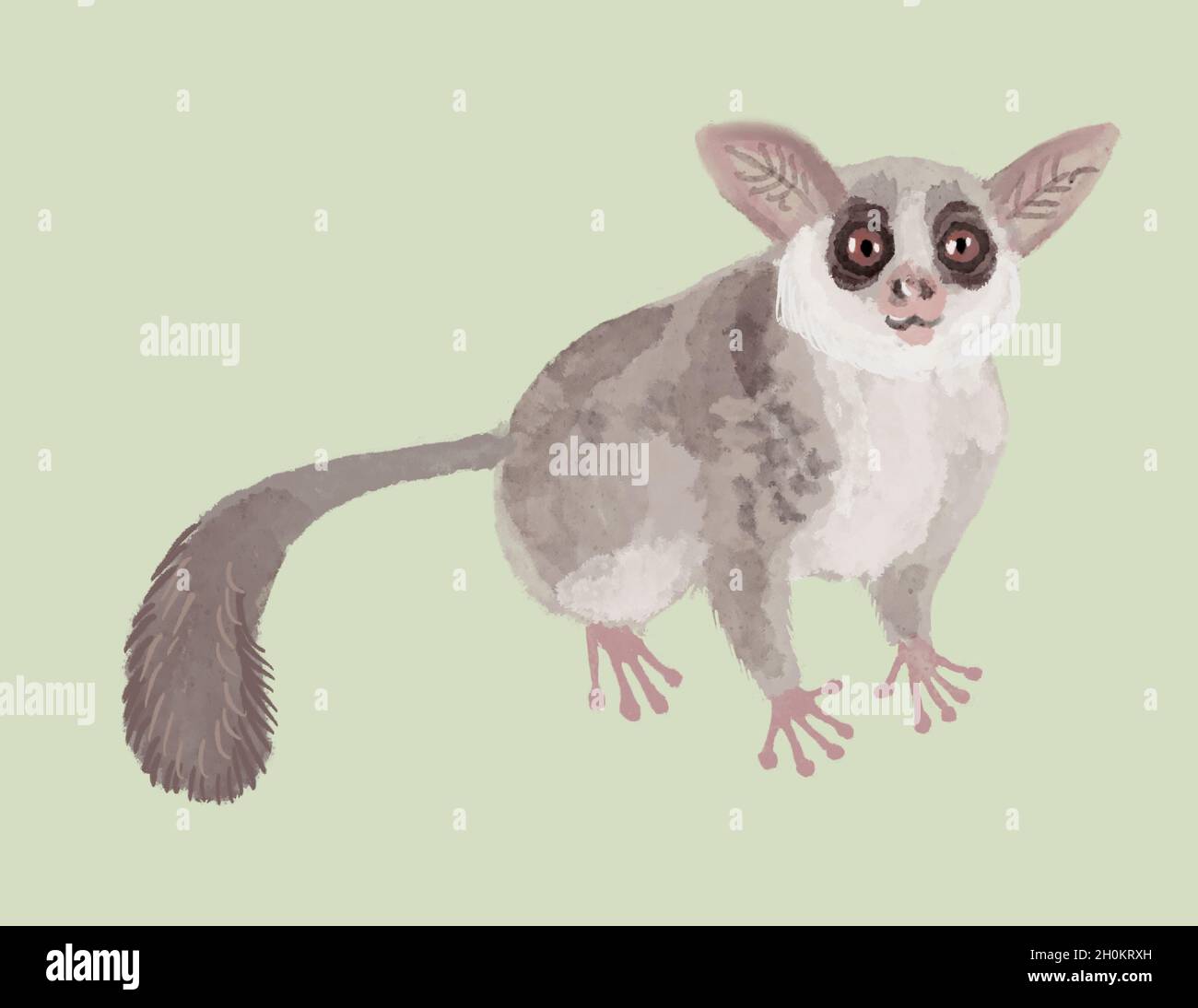 A bush baby hand drawn illustration Stock Photo - Alamy