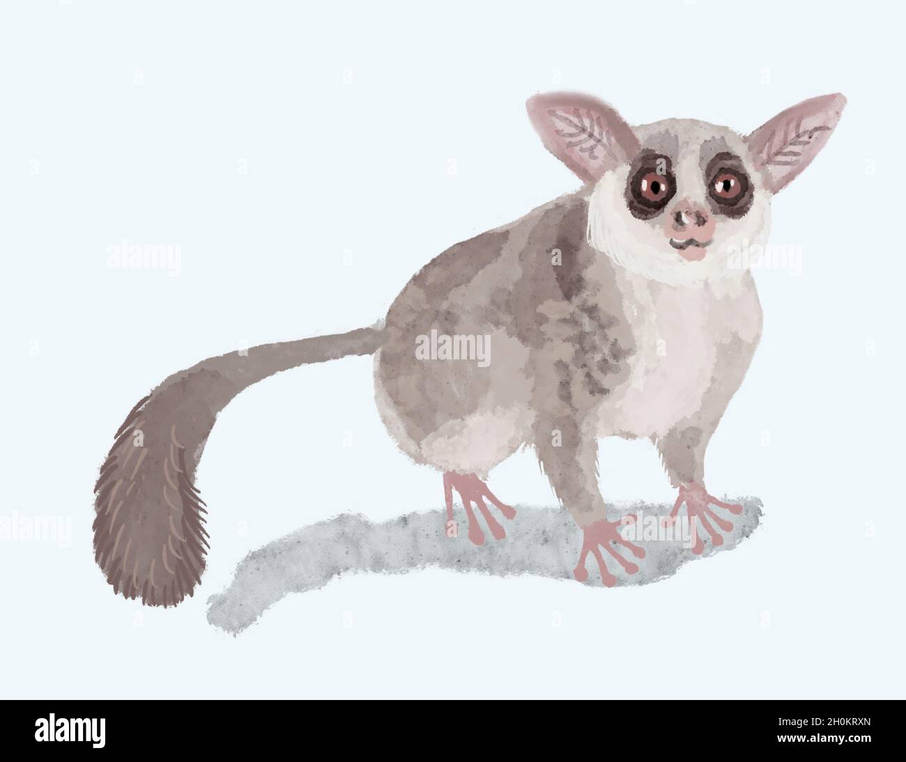 A bush baby hand drawn illustration Stock Photo - Alamy