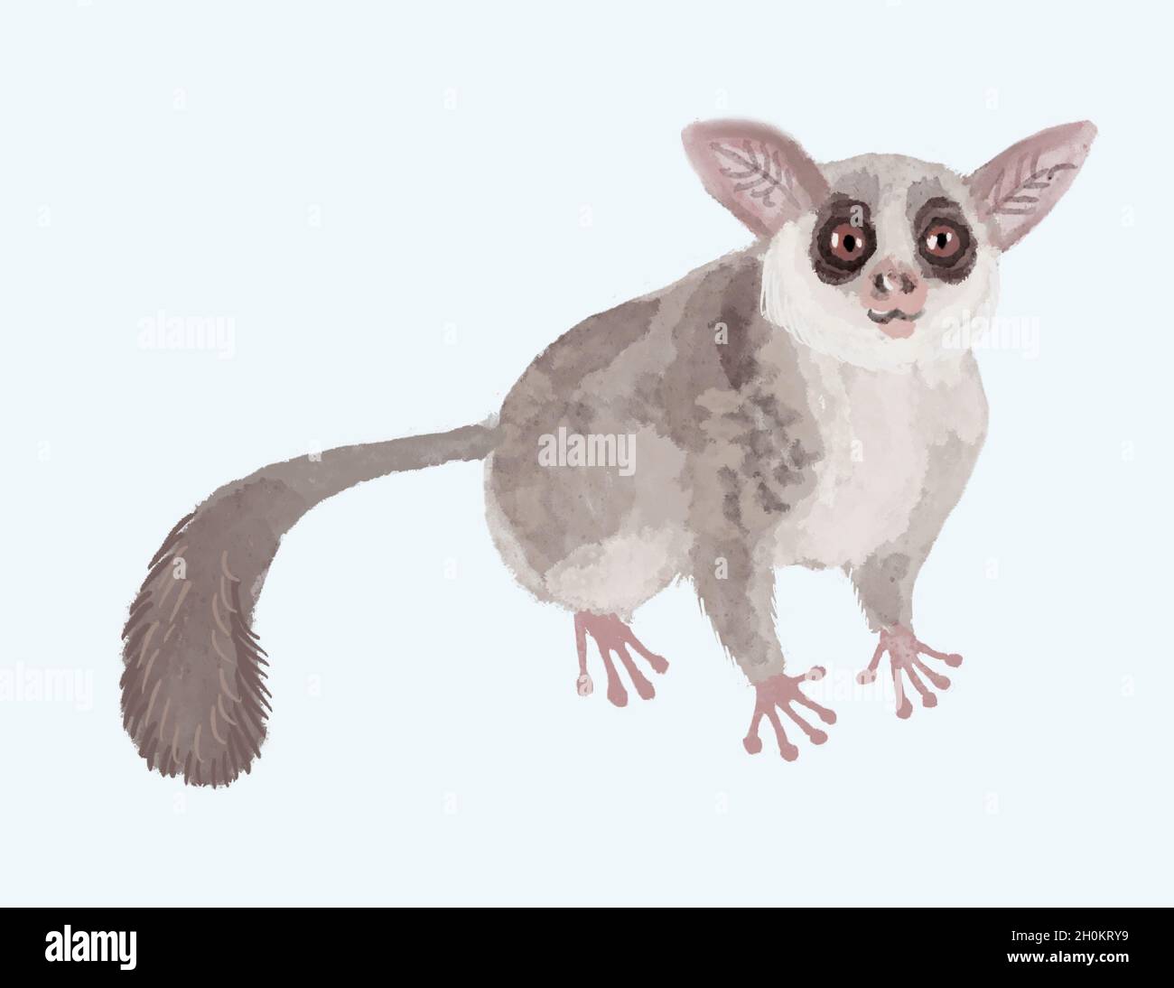 A bush baby hand drawn illustration Stock Photo - Alamy
