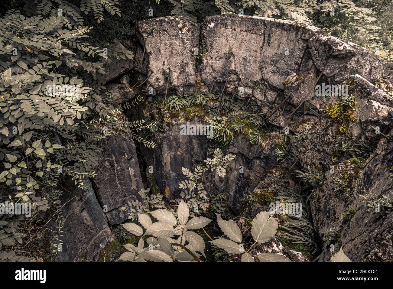 Old blown up remains of some Siegfried Line bunkers along the border ...