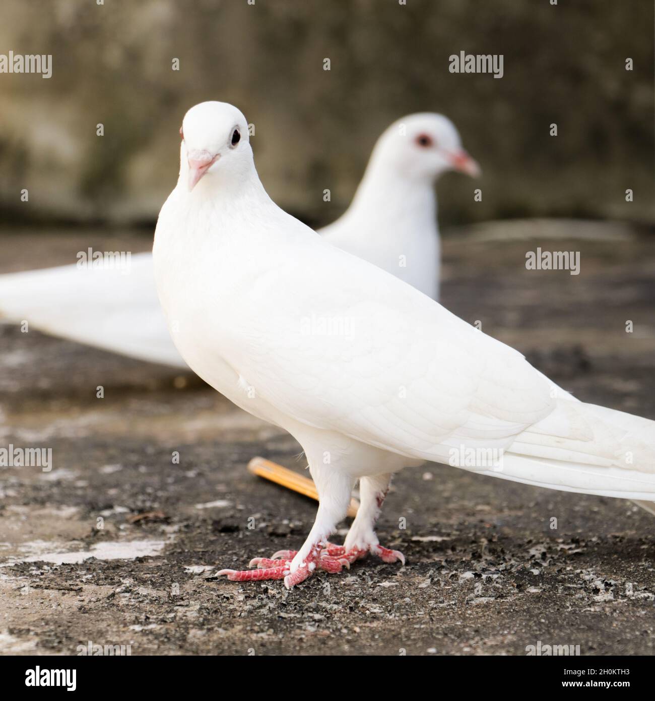 White dove looking camera hi-res stock photography and images - Alamy