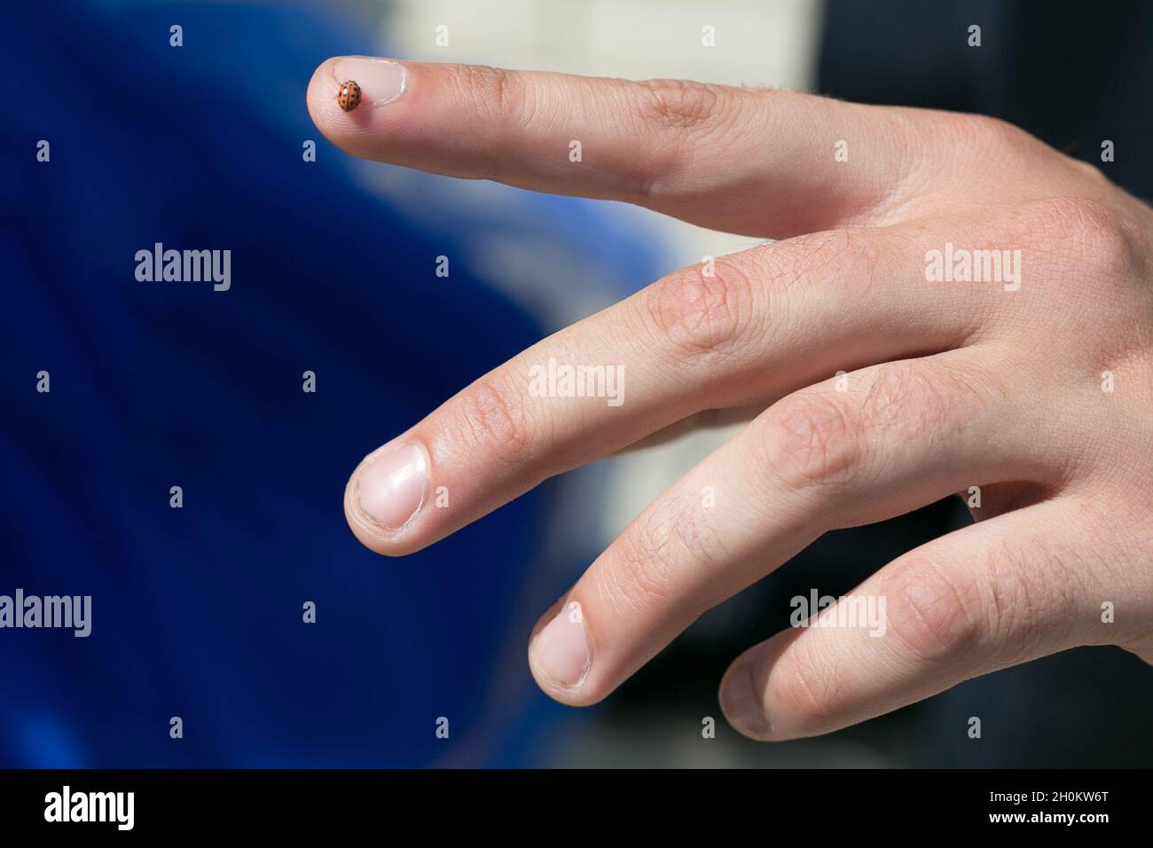 A little ladybug bug on a man's finger Stock Photo - Alamy
