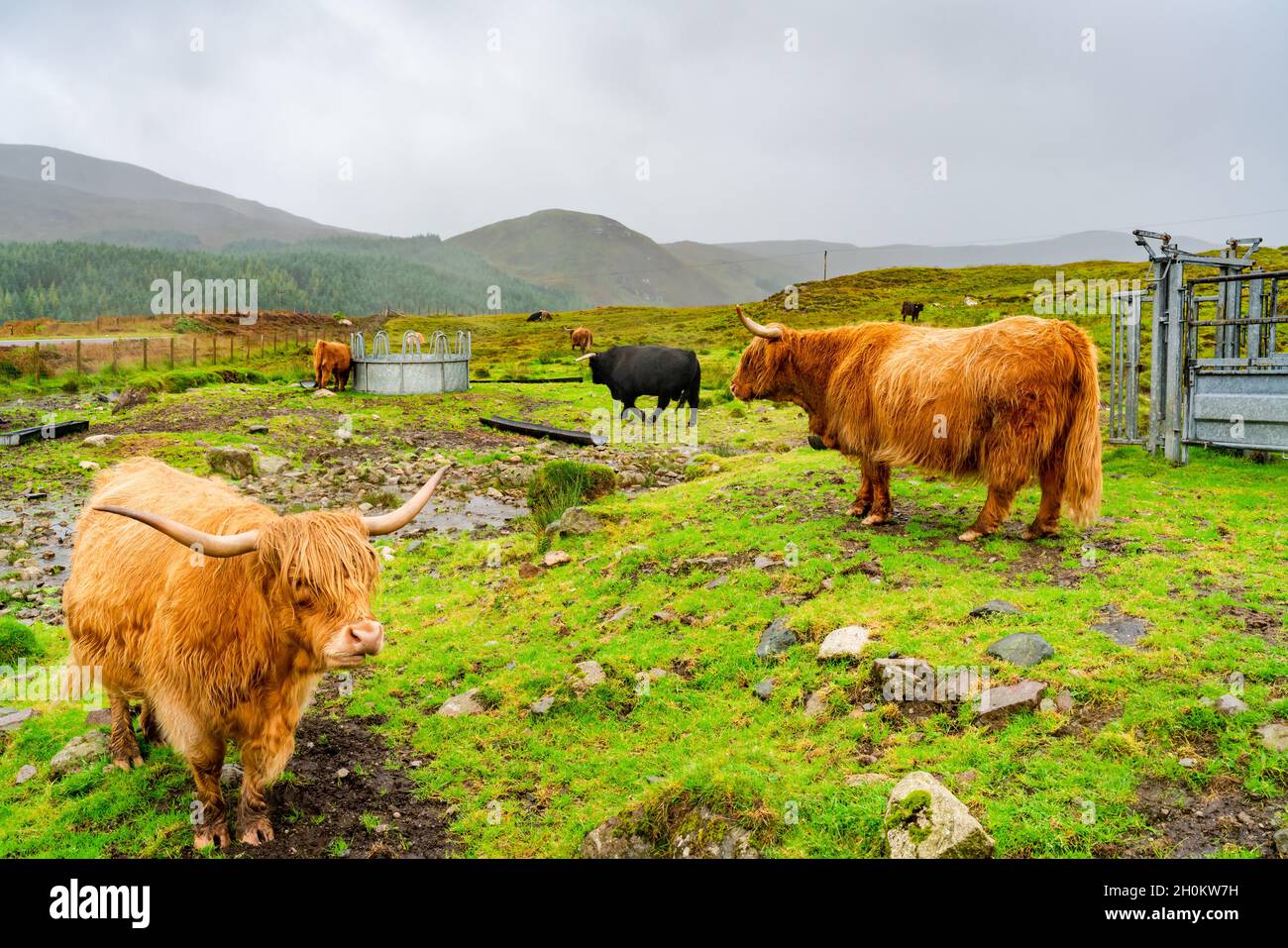 Highland cows on a farm, Isle of Skye, Scotland Stock Photo - Alamy
