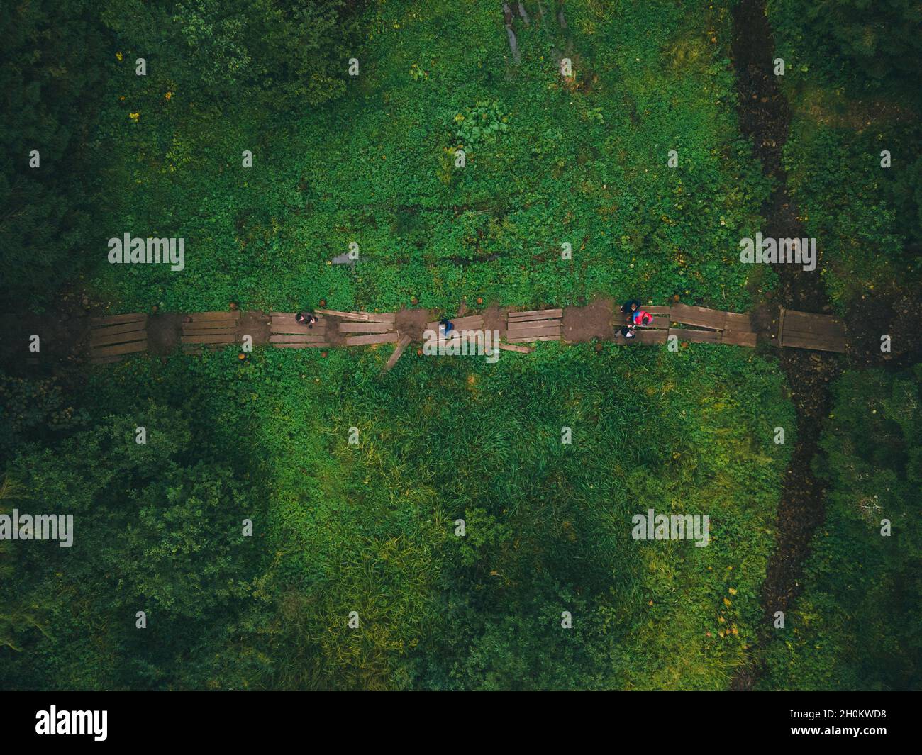overhead top view of trail in the forest hiking concept Stock Photo - Alamy