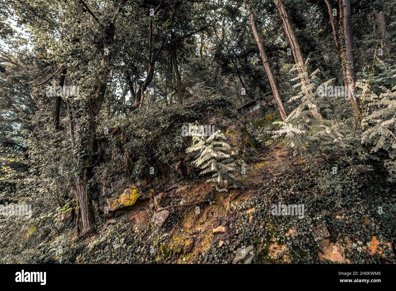 Old blown up remains of some Siegfried Line bunkers along the border ...