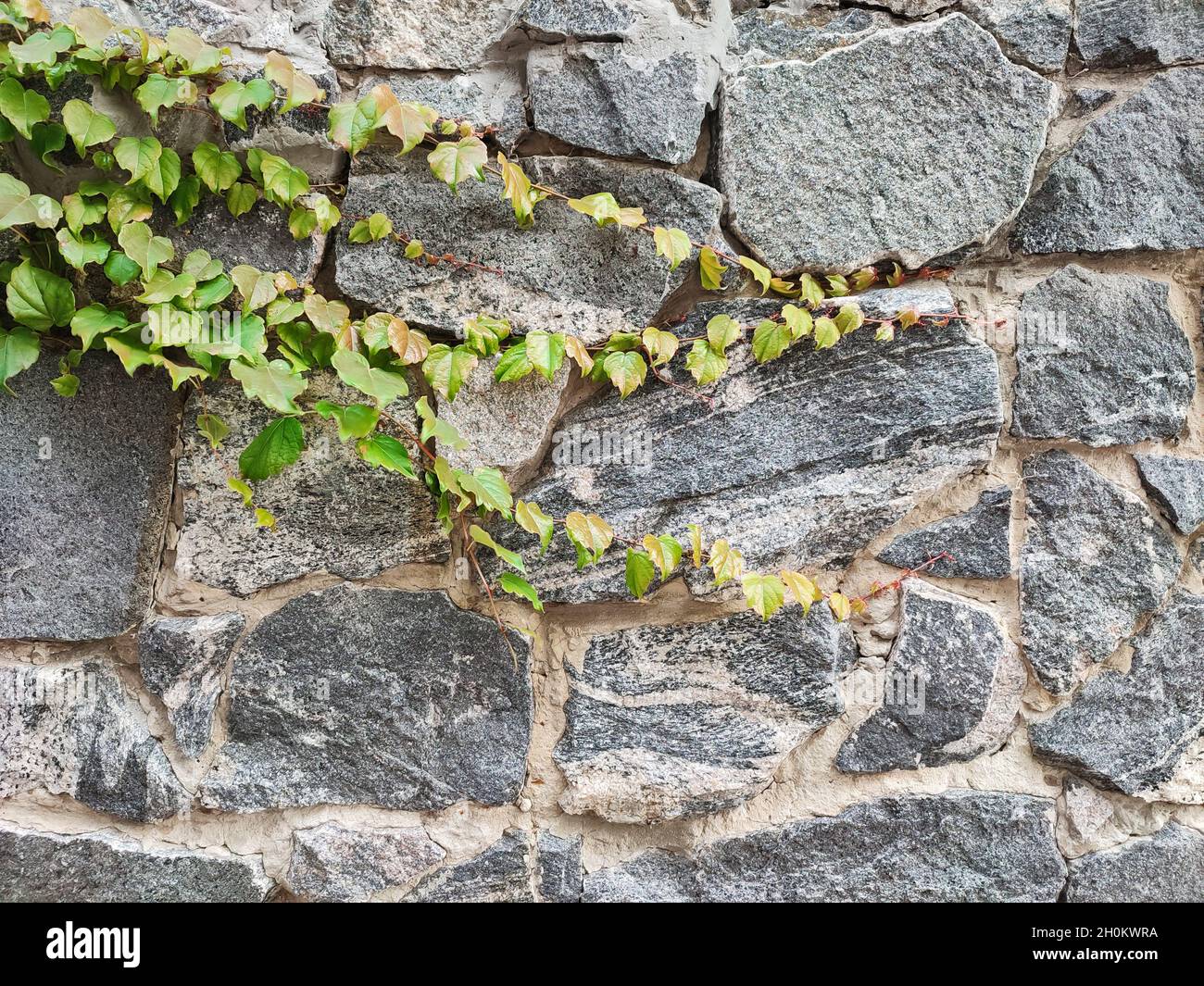 Green ivy creeper plant on gray granite stone wall Stock Photo - Alamy
