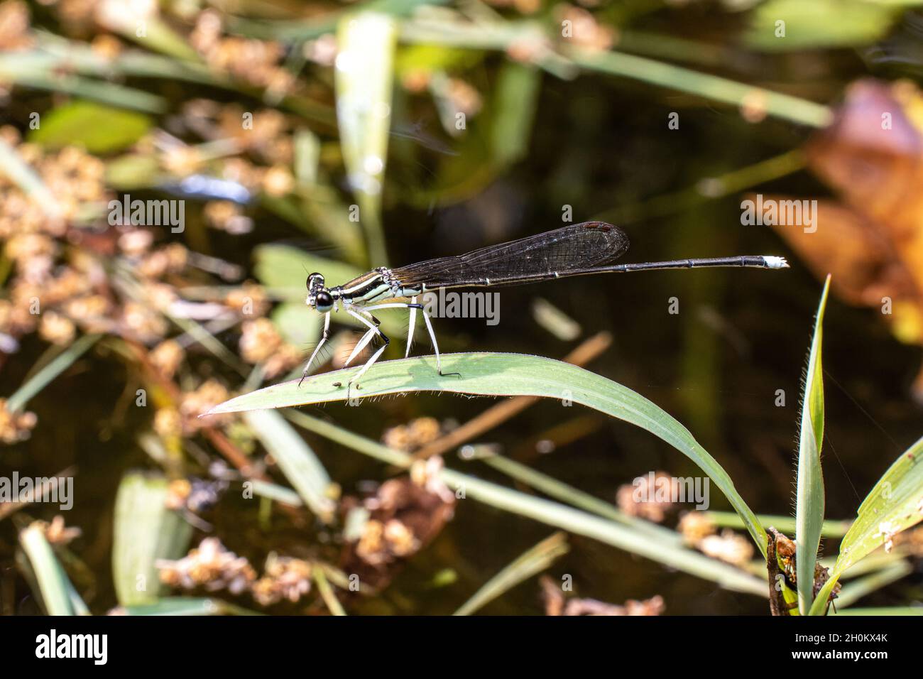Portrait of damselfly - Black-kneed Featherlegs (Copera ciliata Stock ...