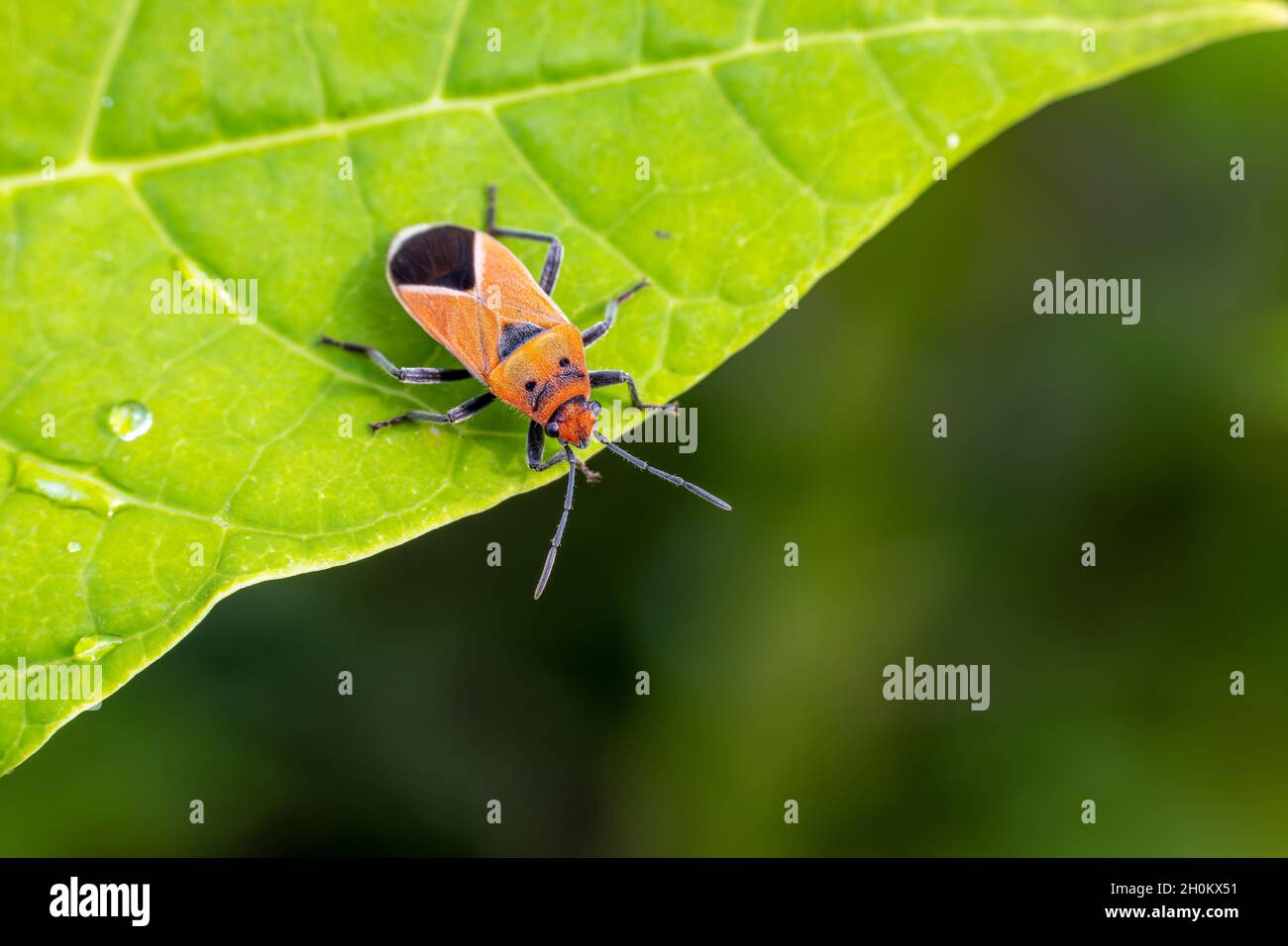 Small black bugs hi-res stock photography and images - Alamy