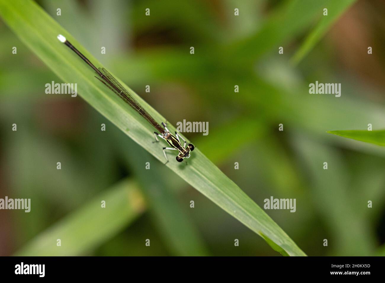 Portrait of damselfly - Black-kneed Featherlegs (Copera ciliata Stock ...