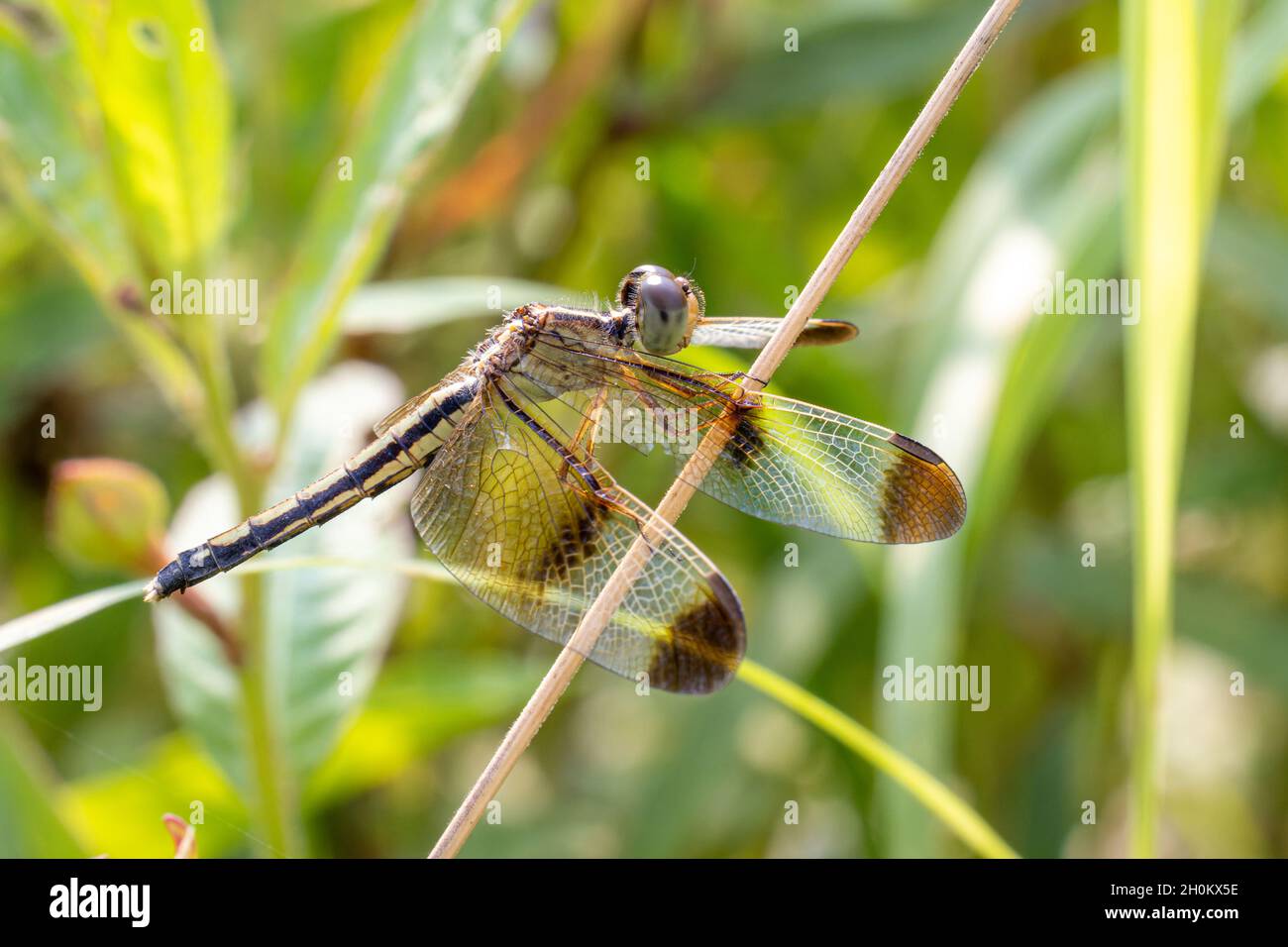 Neurothemis hi-res stock photography and images - Alamy