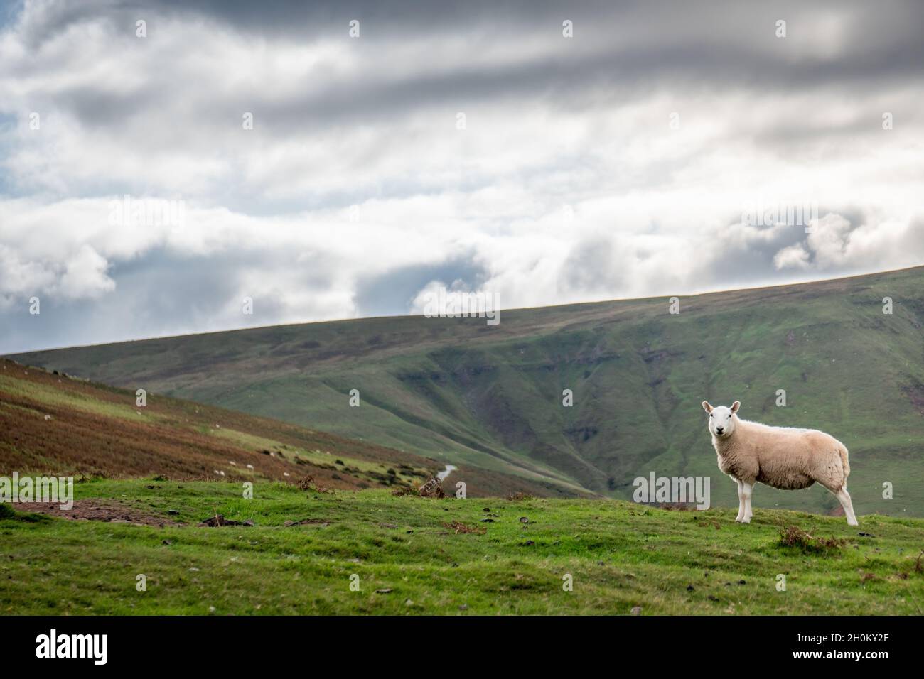 a sheep on the mountain, hay bluff Stock Photo - Alamy