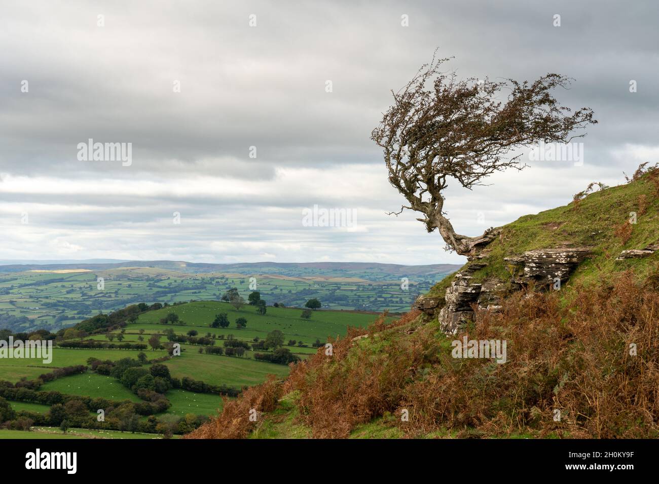 Witches tree hi-res stock photography and images - Alamy