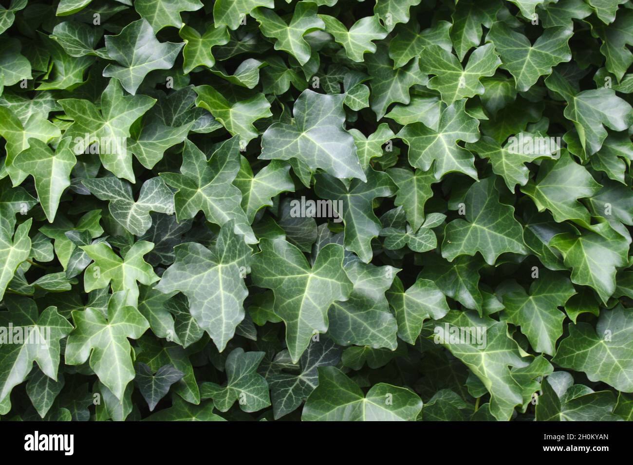 a background with green ivy Stock Photo - Alamy
