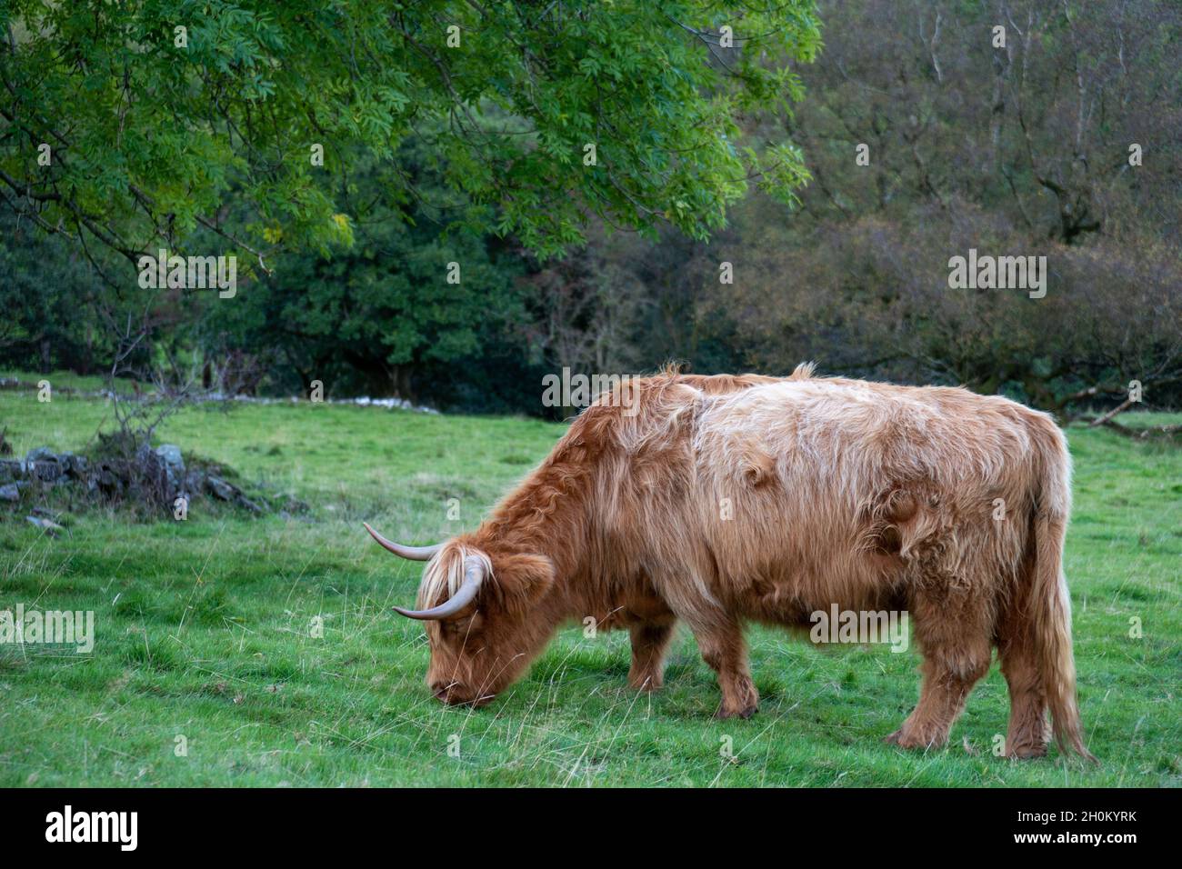 highland cow in a field Stock Photo - Alamy