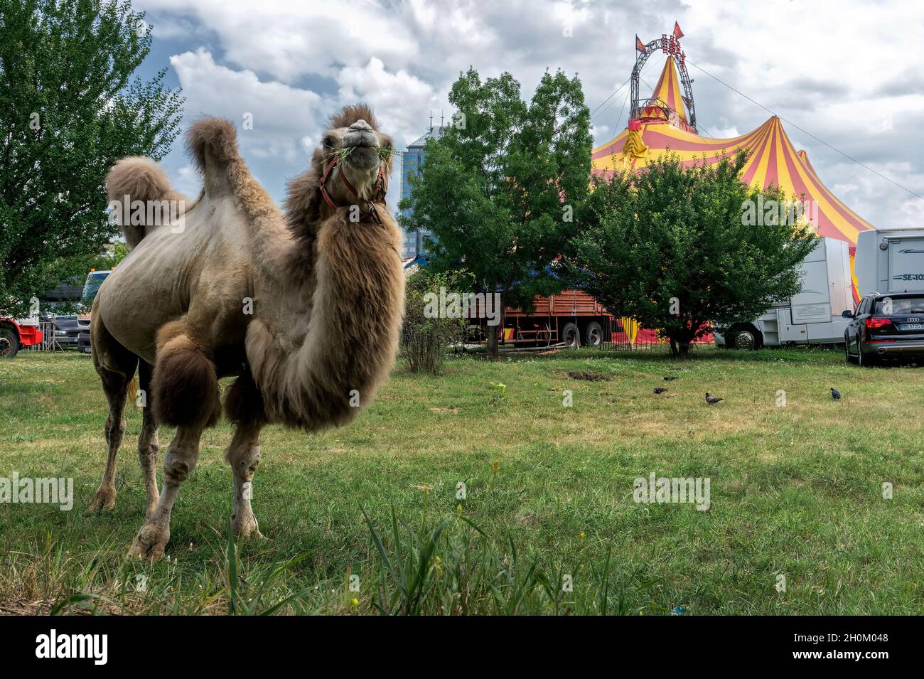 A camel from the circus, resting between performances.Camelus ...