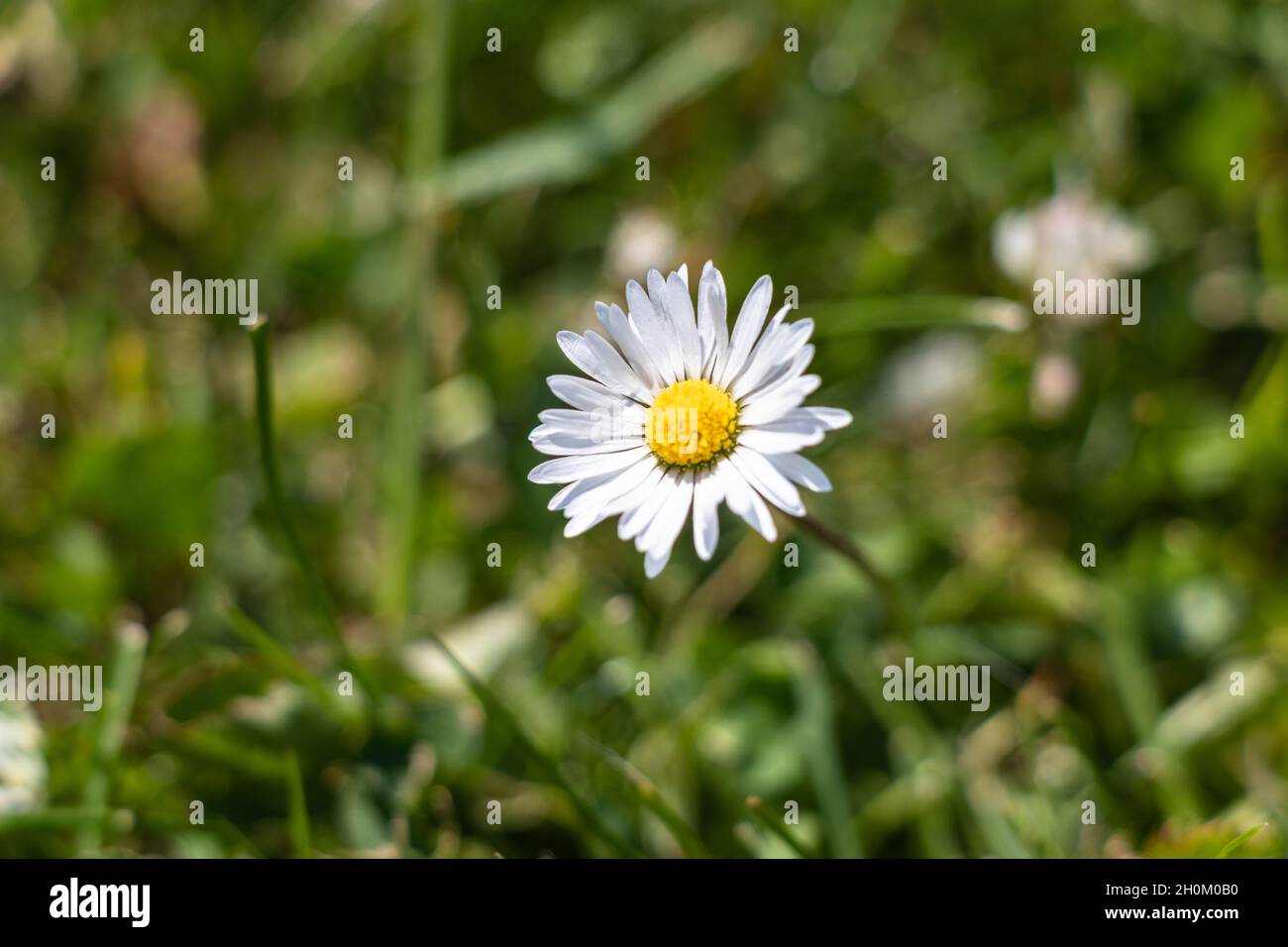 Daisy in grass hi-res stock photography and images - Alamy