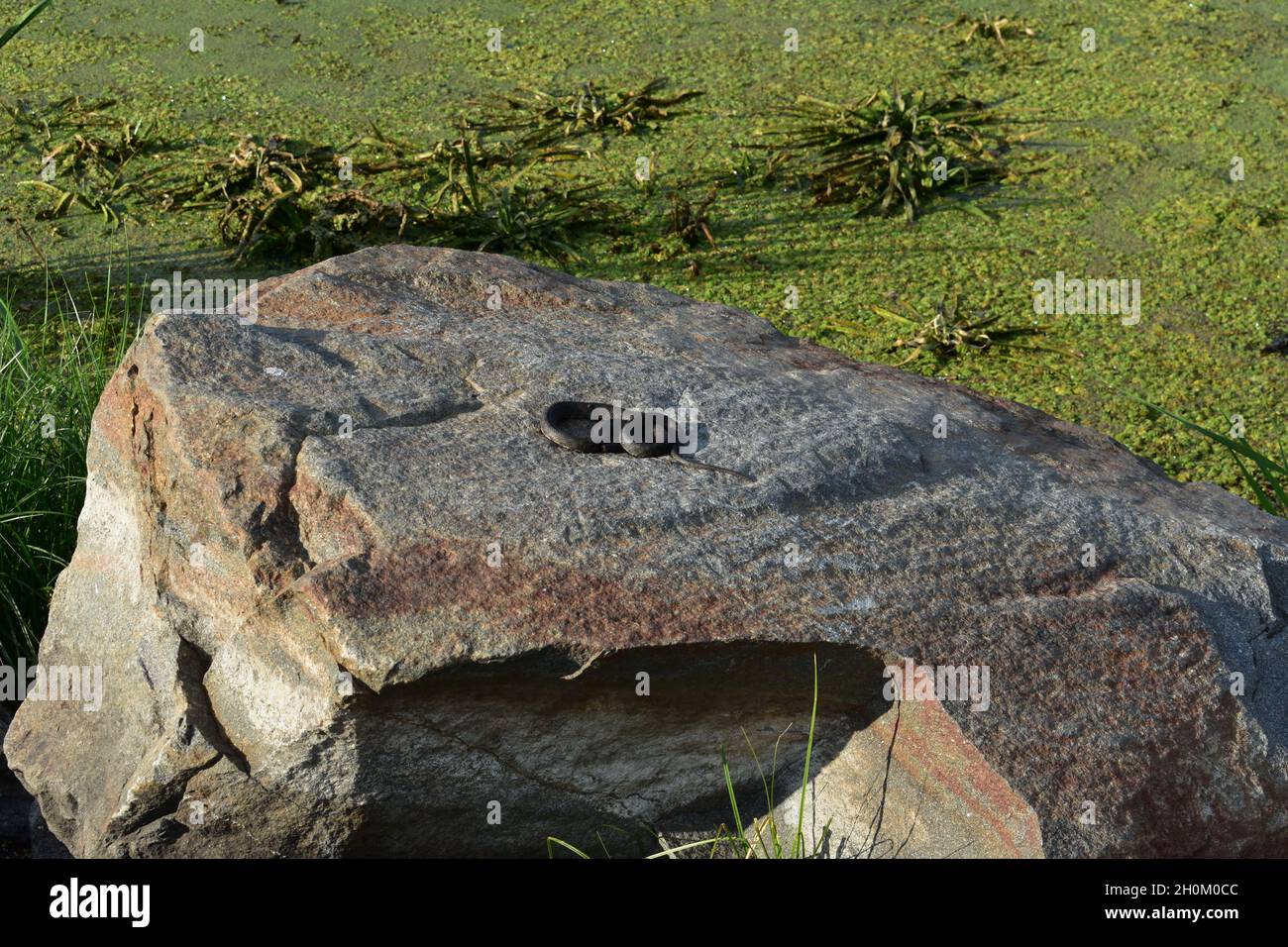 Snake stone hi-res stock photography and images - Alamy