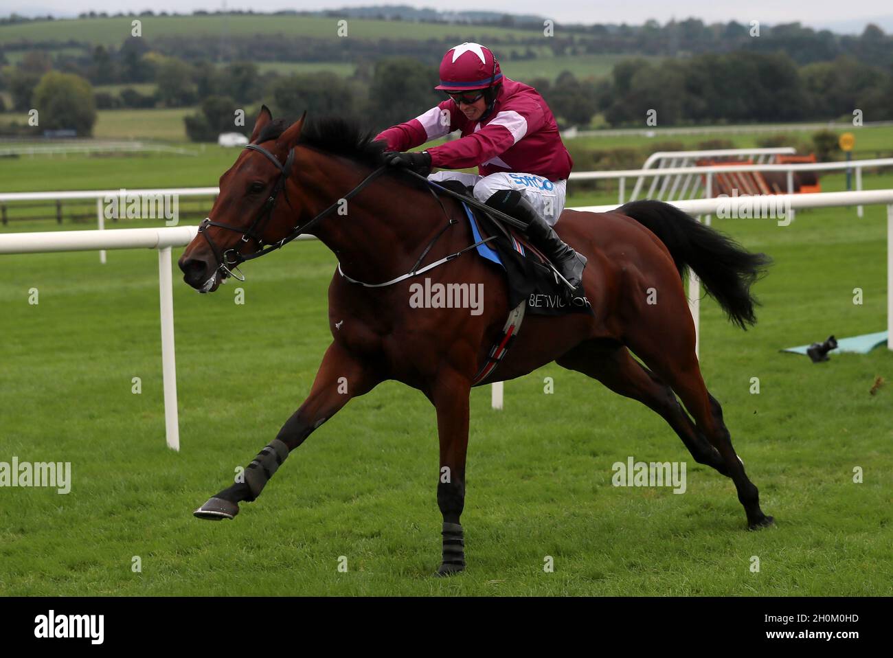 Embittered horse hi-res stock photography and images - Alamy