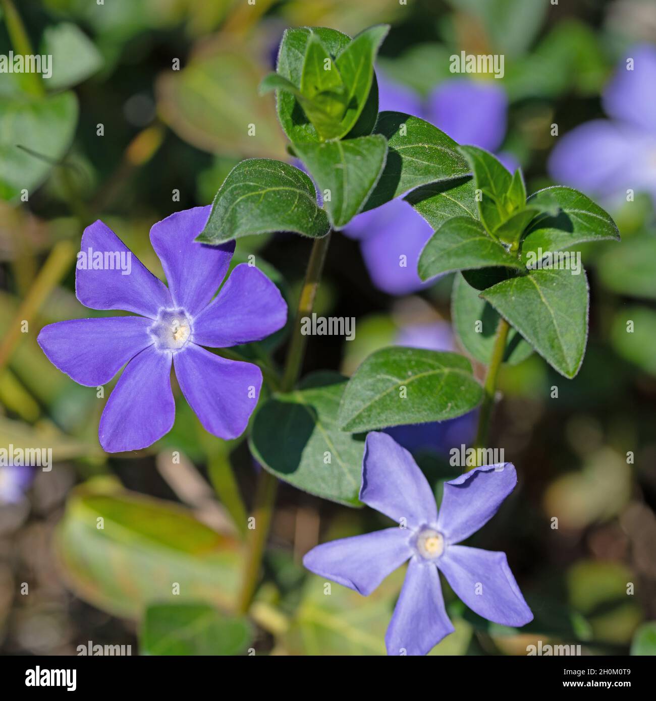 Vinca plants hi-res stock photography and images - Alamy