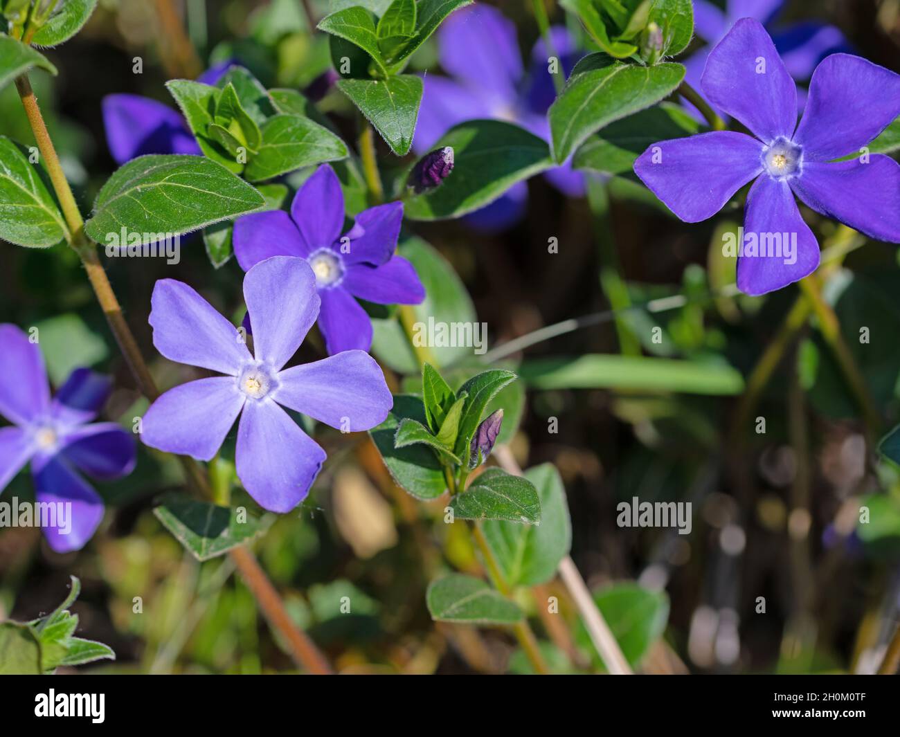 Vinca plants hi-res stock photography and images - Alamy