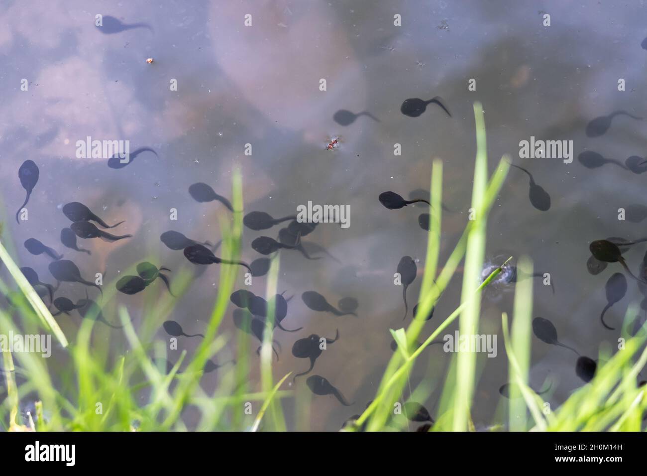 Tadpoles lake hi-res stock photography and images - Alamy