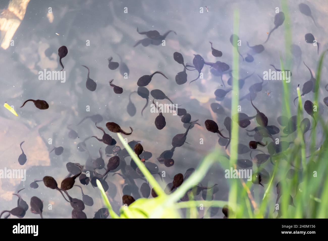 Tadpole tadpoles hi-res stock photography and images - Alamy