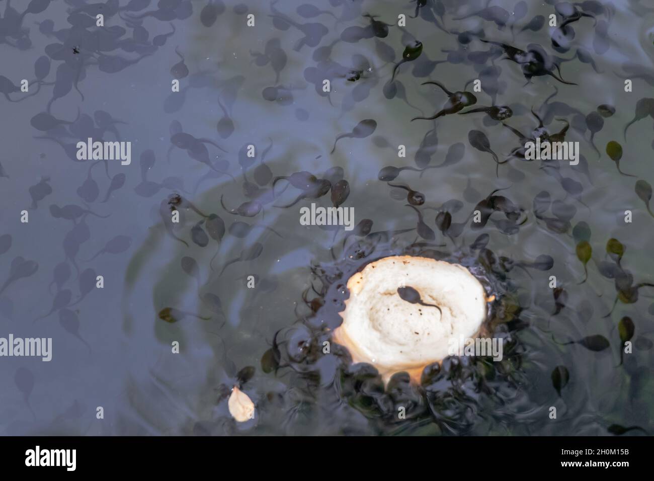 flock of frog tadpoles on the surface at the edge of the pond Stock ...
