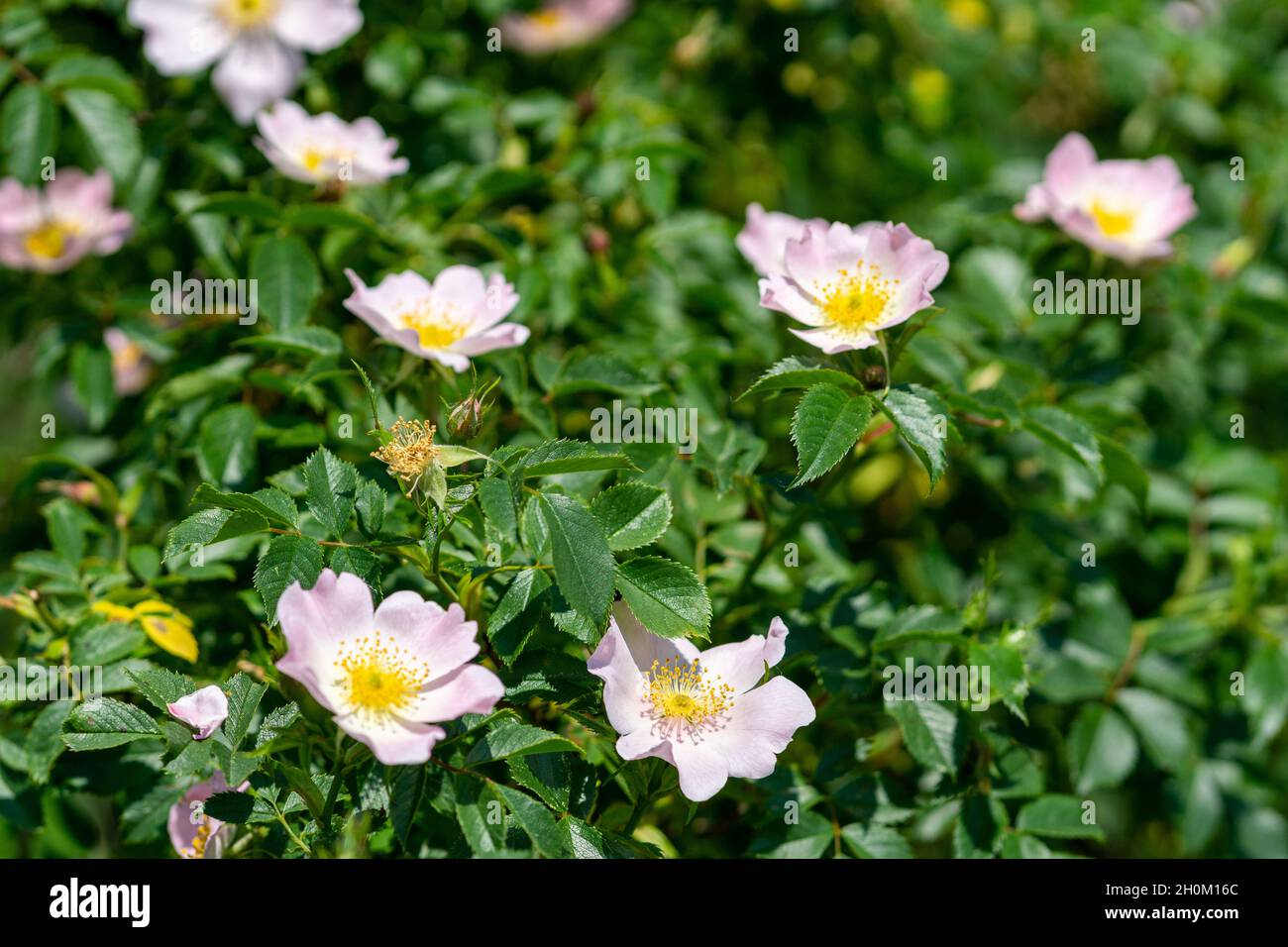 Closeup shot of flowers on a rosehip shrub Stock Photo - Alamy
