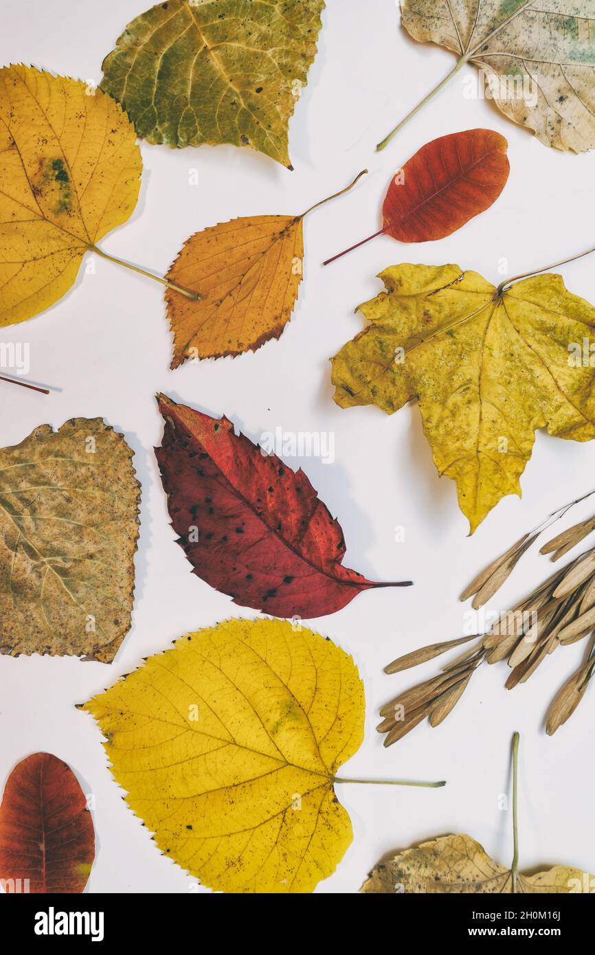 Autumn mockup with yellow, red leaves. Fir cones and a white sheet of ...