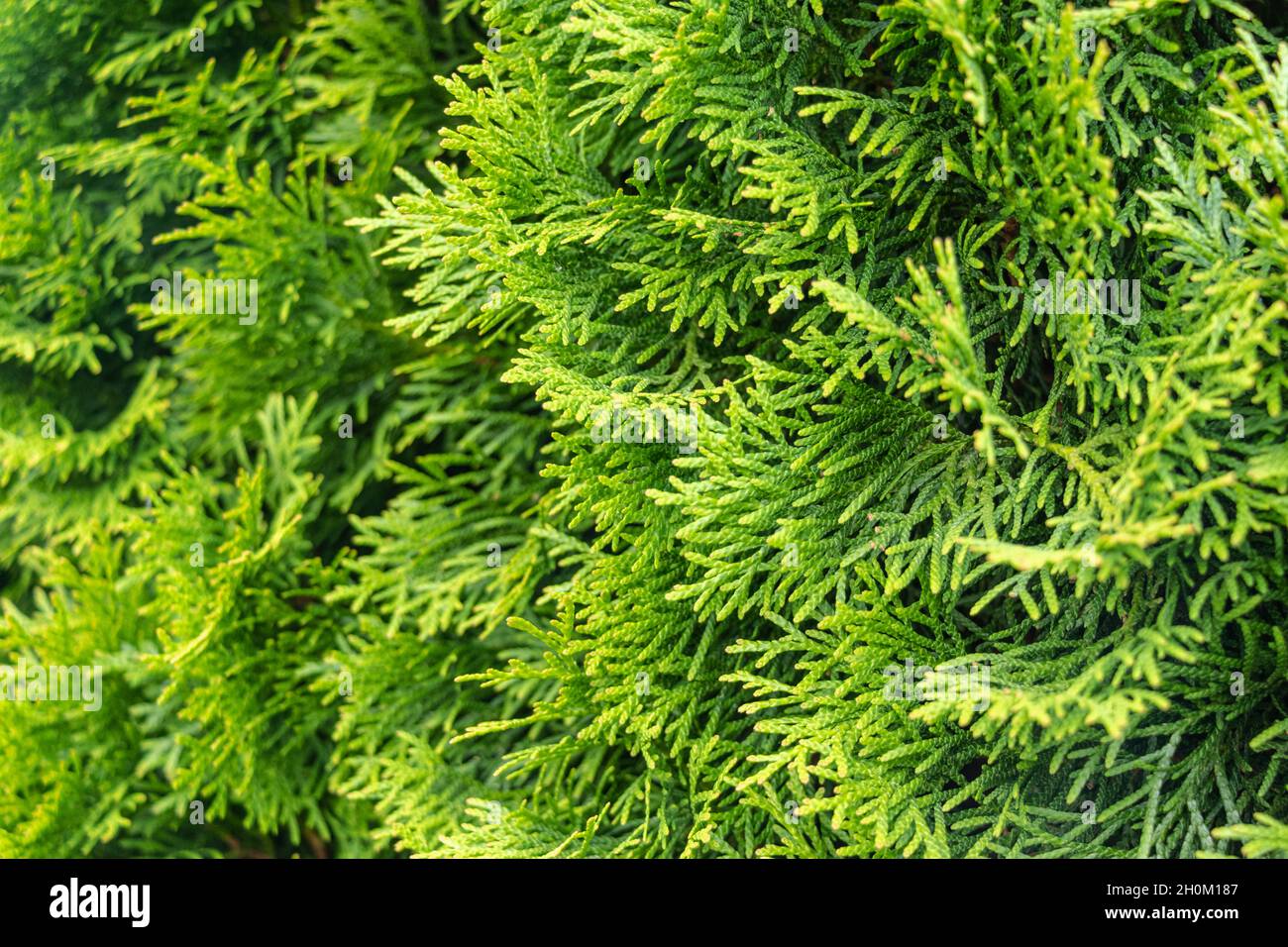 Cedar hedge hi-res stock photography and images - Alamy