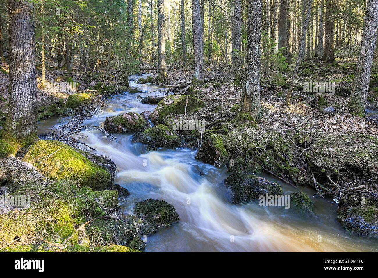 Beautiful river forest hi-res stock photography and images - Alamy