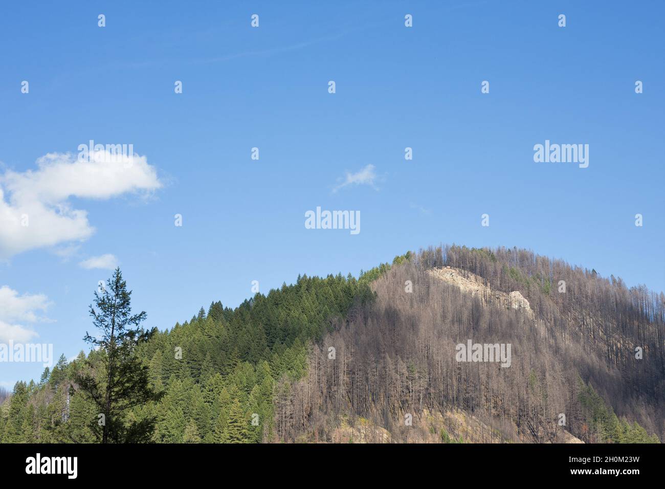 A hillside that is half burned near Cougar Dam shows the effects of the ...