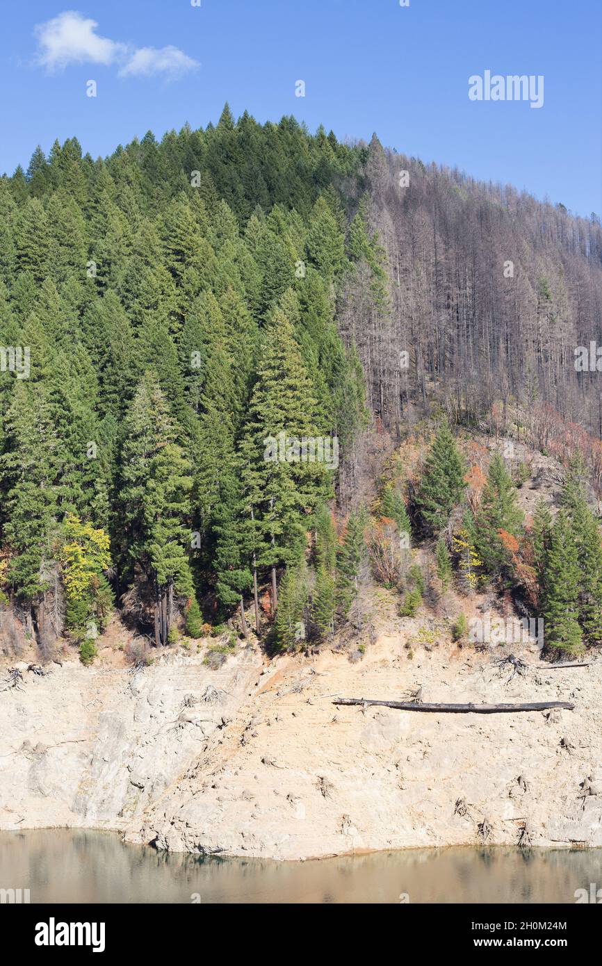 A hillside that is half burned near Cougar Dam shows the effects of the ...