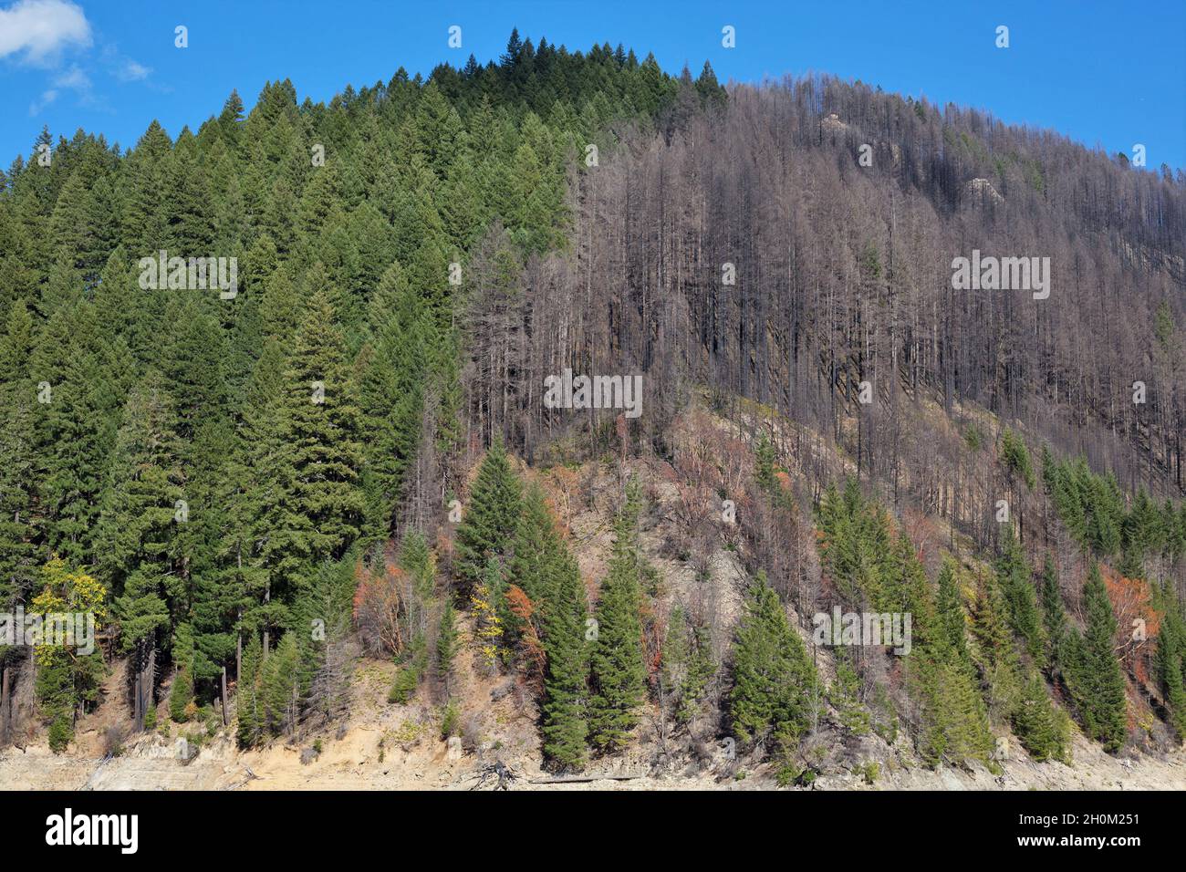 A hillside that is half burned near Cougar Dam shows the effects of the ...