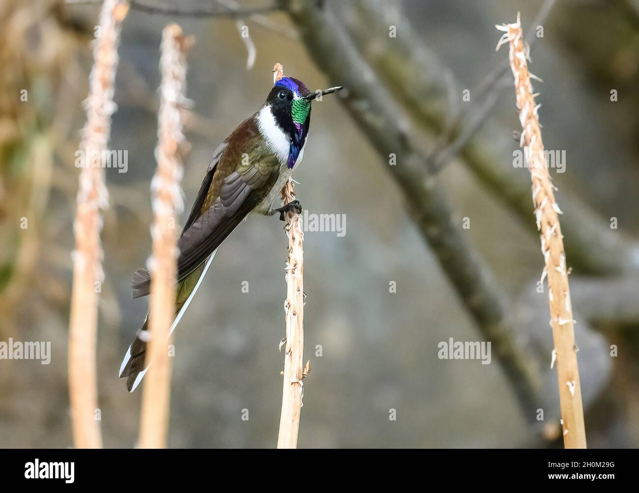 Peruvian endemic hummingbird hi-res stock photography and images - Alamy