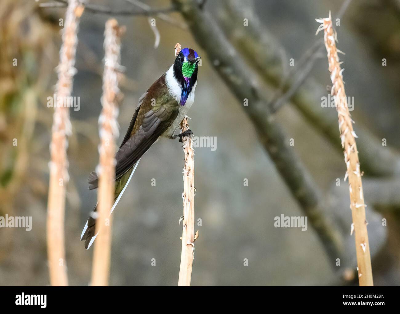 A male Peruvian endemic Bearded Mountaineer (Oreonympha nobilis ...