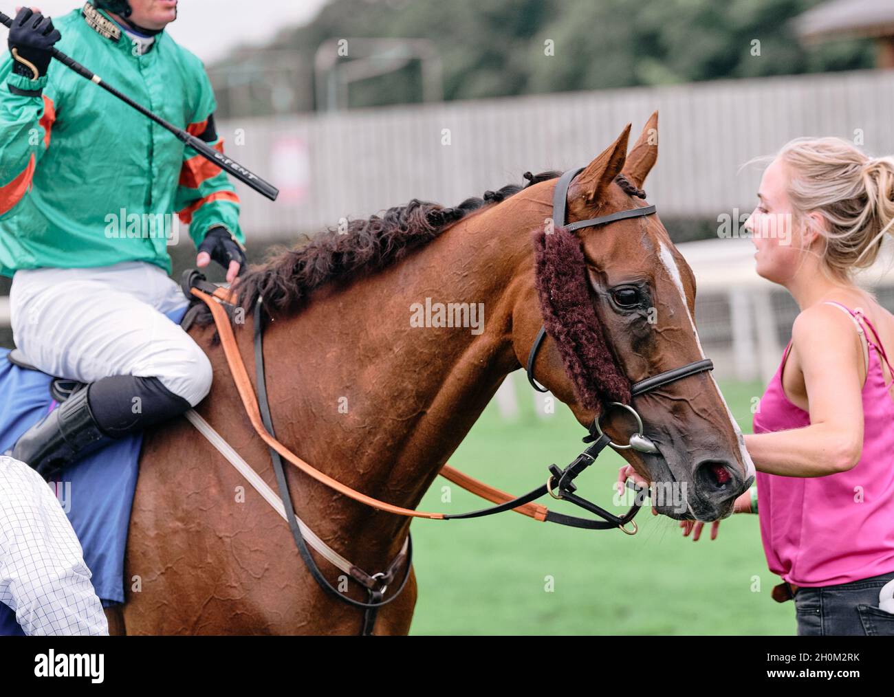 Race horse blood vessels hi-res stock photography and images - Alamy