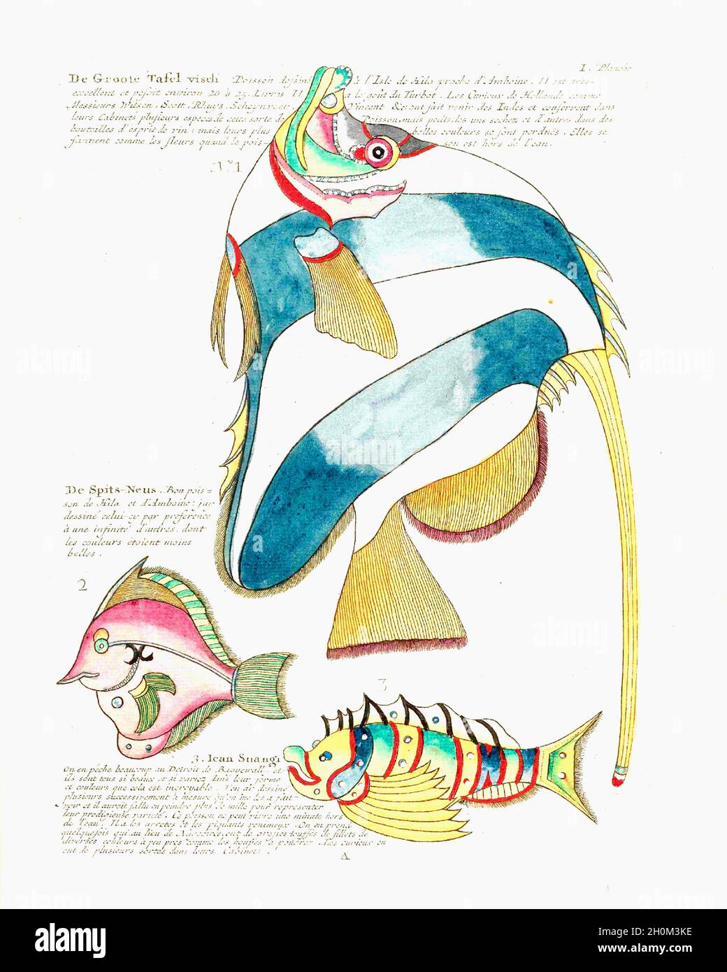 The fantasy fish of Samuel Fallours Stock Photo - Alamy