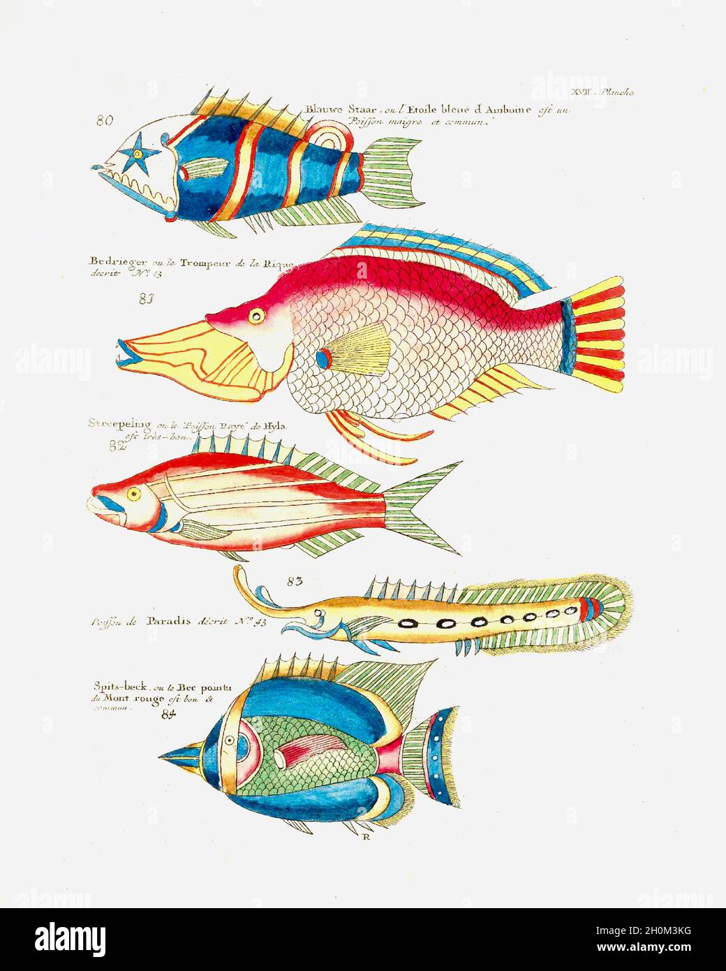 The art of fish hi-res stock photography and images - Alamy