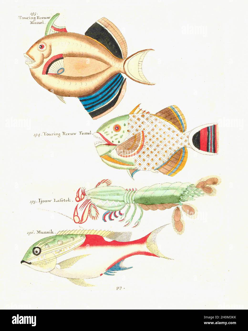 Tropical Fishes Of The East Indies High Resolution Stock Photography ...