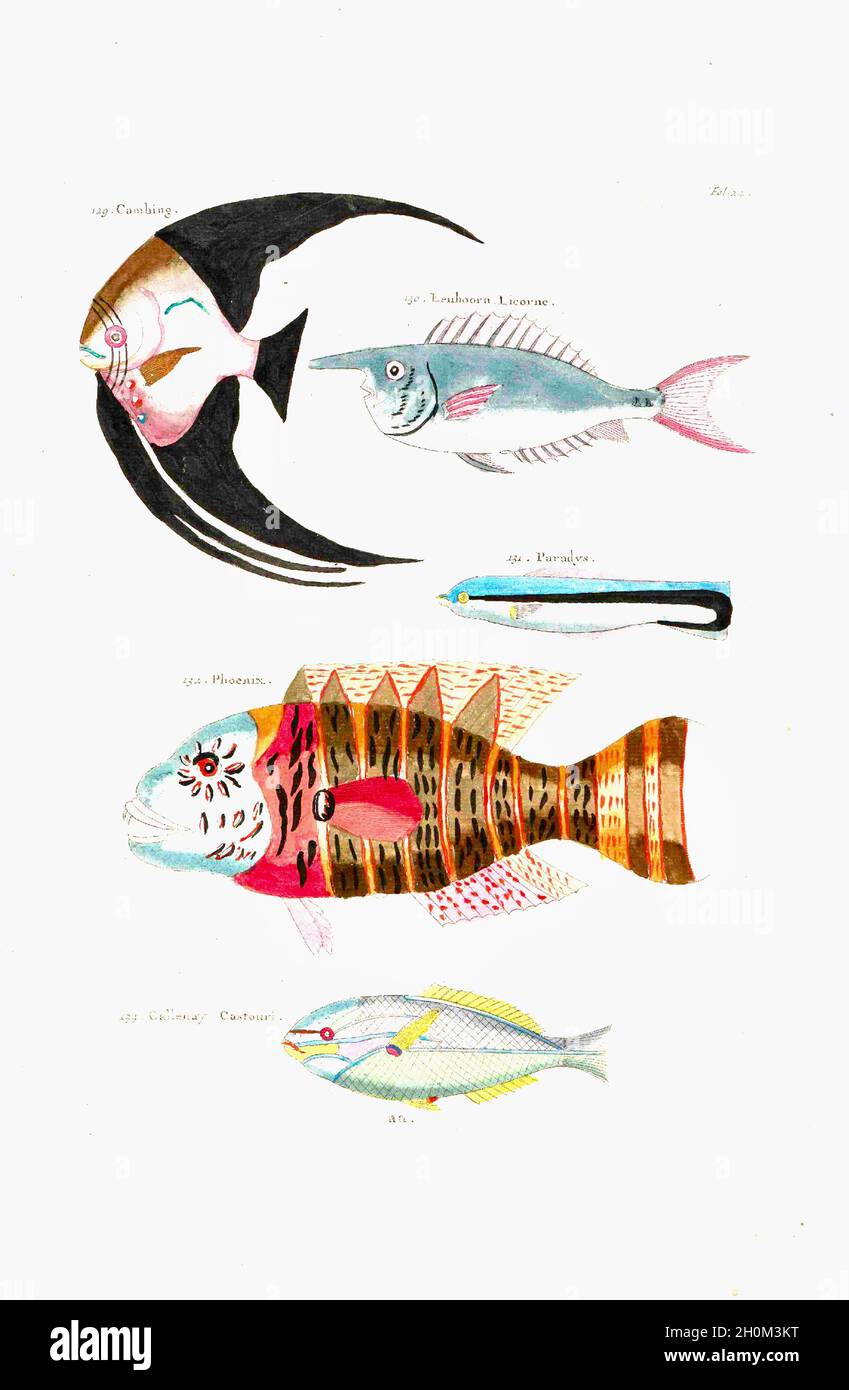 Tropical Fishes Of The East Indies High Resolution Stock Photography ...