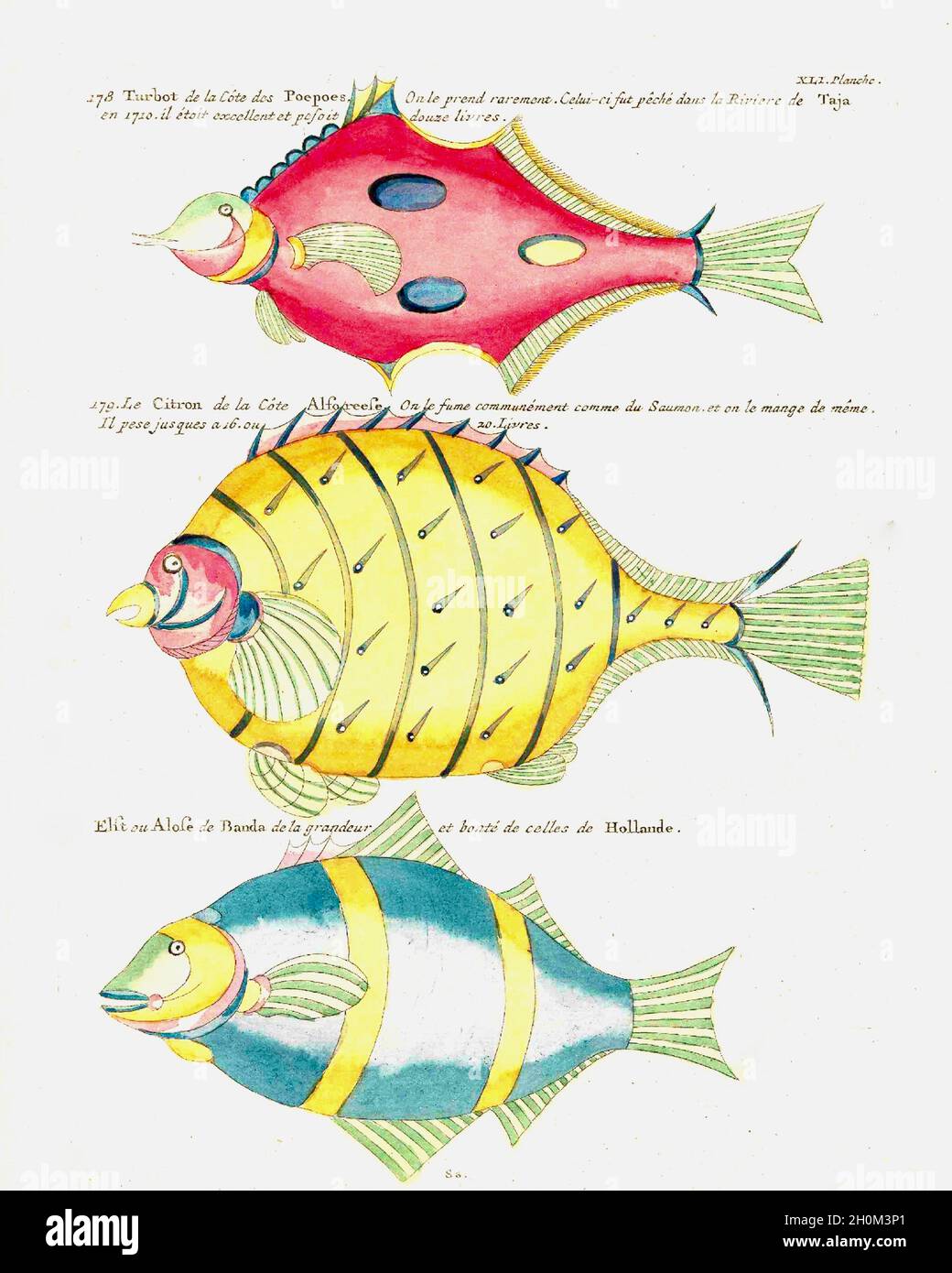 Louis renard fish hi-res stock photography and images - Alamy