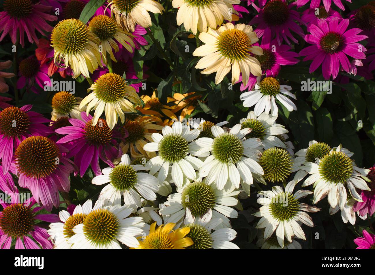 colorful coneflowers in the garden Stock Photo - Alamy