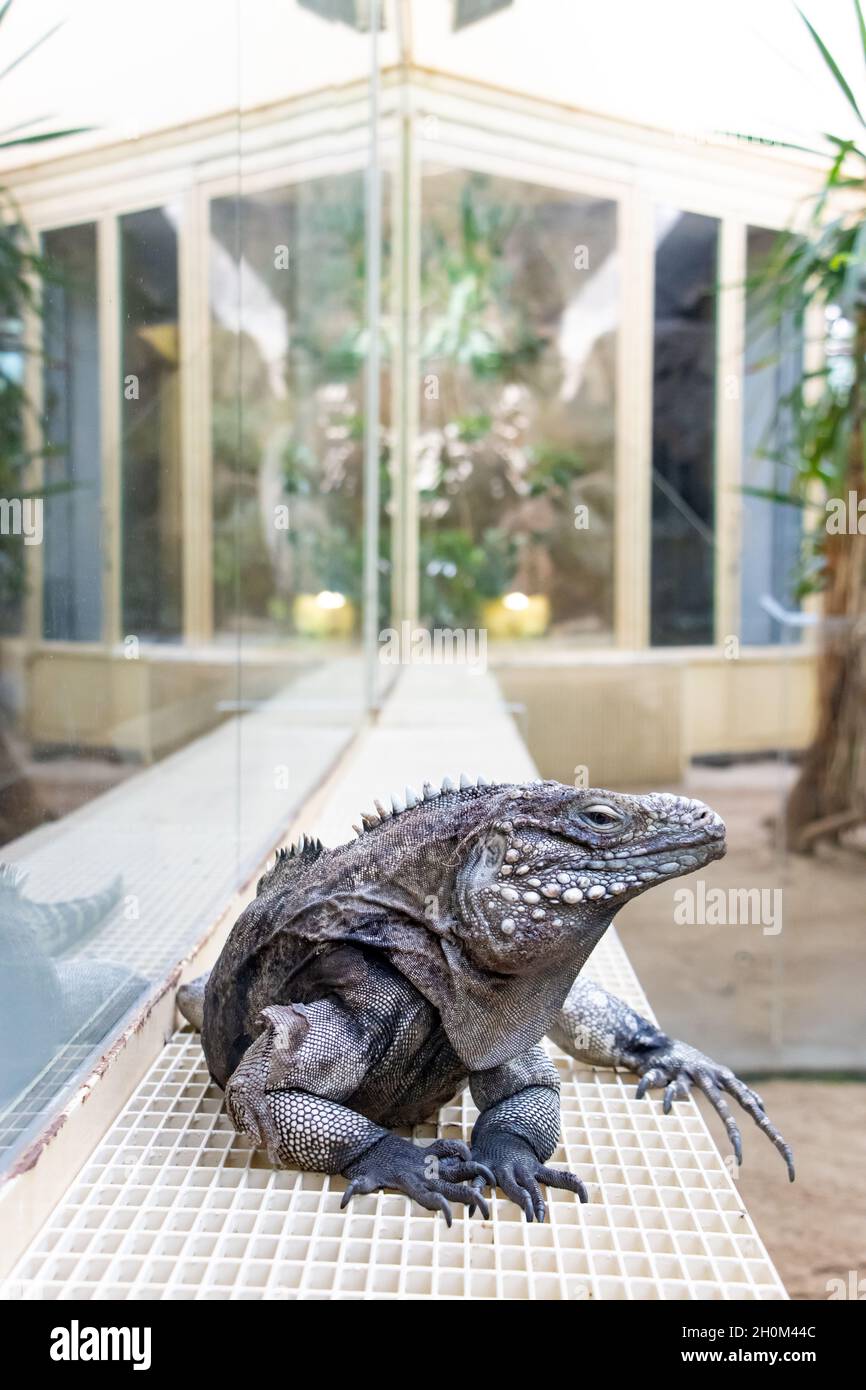 Cuban Iguana Cyclura Nubila High Resolution Stock Photography and ...