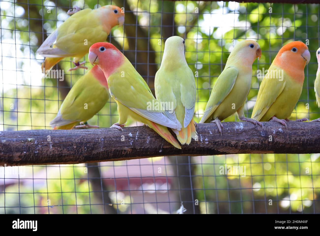 Six parrots hi-res stock photography and images - Alamy