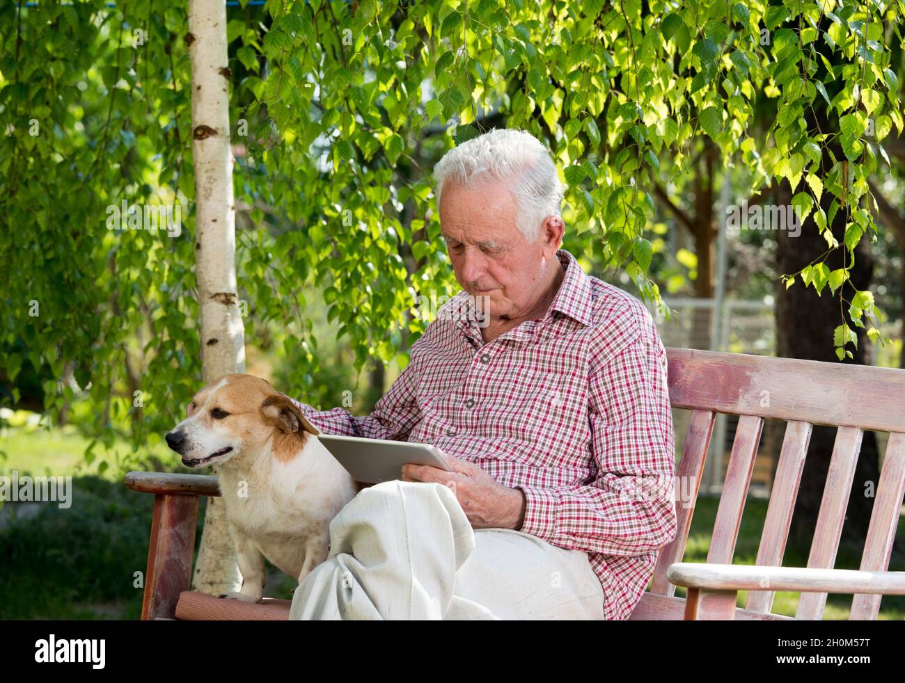 Mature man park bench dog hi-res stock photography and images - Alamy