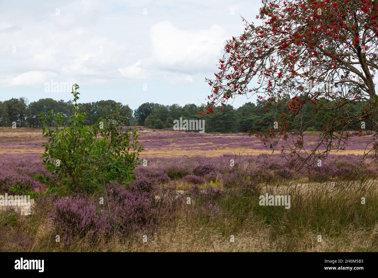 heather fields and dunes in holland Stock Photo - Alamy