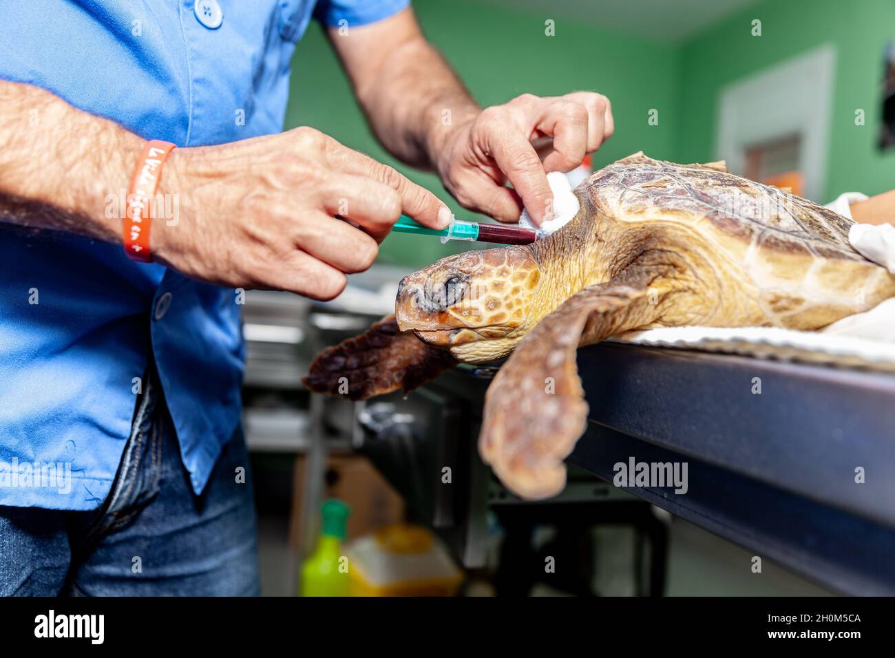 vet doing a clinical examination to a turtle Stock Photo - Alamy