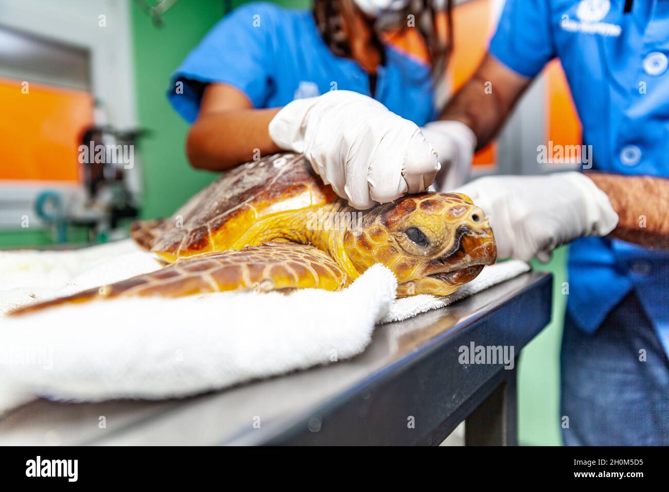 Veterinary physician turtle hi-res stock photography and images - Alamy